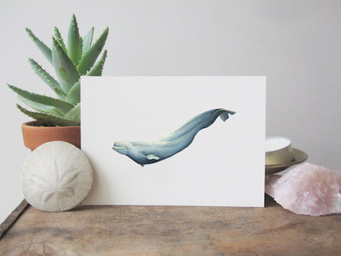 Beluga Watercolor Giclée Print - Etsy