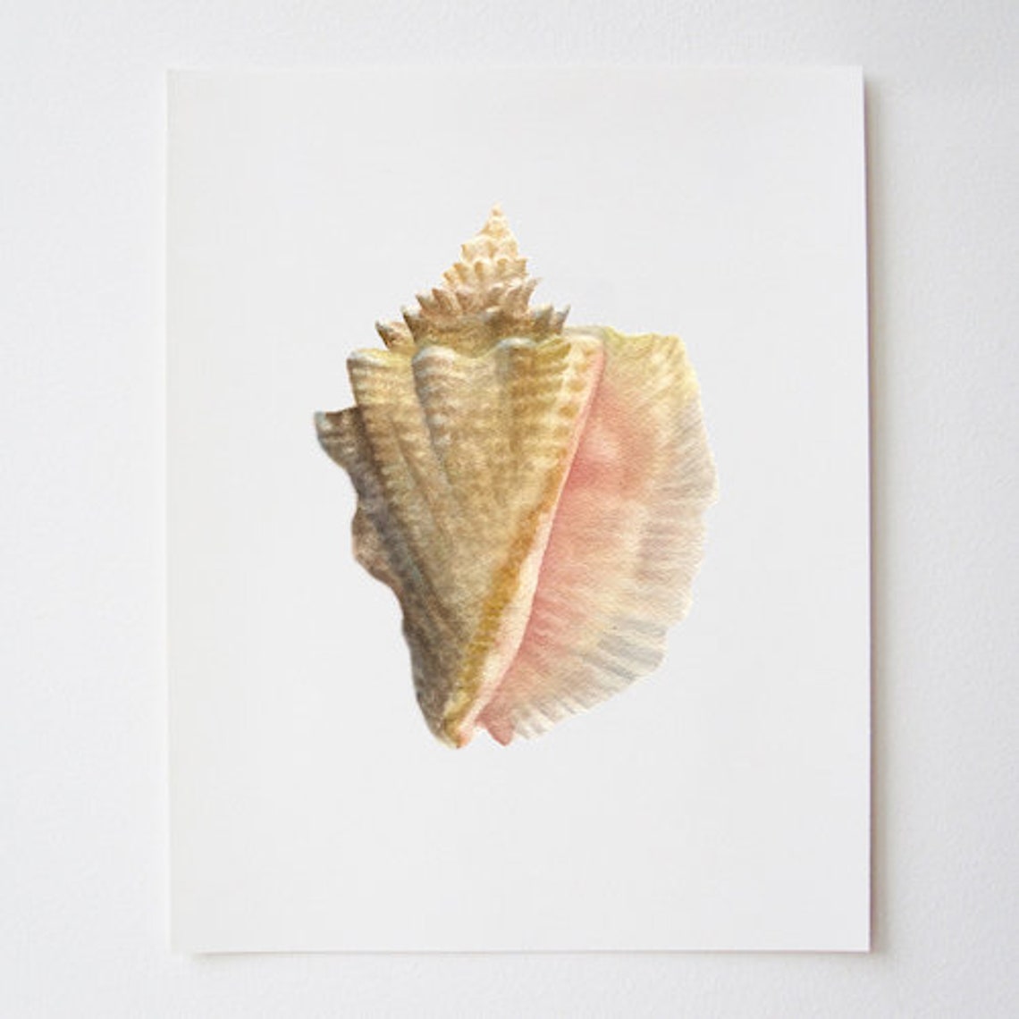 Conch Shell Watercolor Giclée Print - Etsy