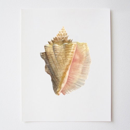 Conch Shell Watercolor Giclée Print - Etsy
