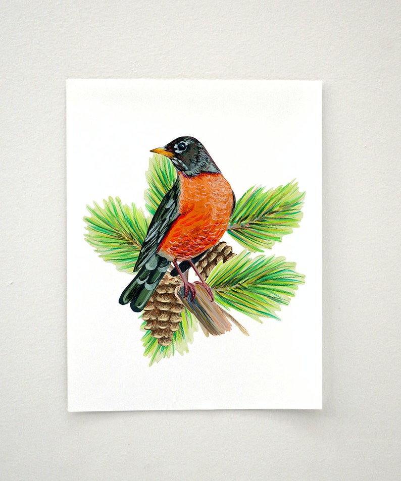 American Robin in Pine Tree - Unframed Print - Etsy