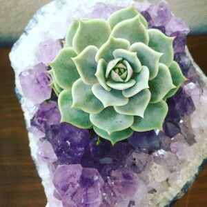 InfiniteSucculent - Etsy