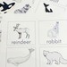 Arctic Animals Printable Set Winter Printable Arctic Animals Math ...
