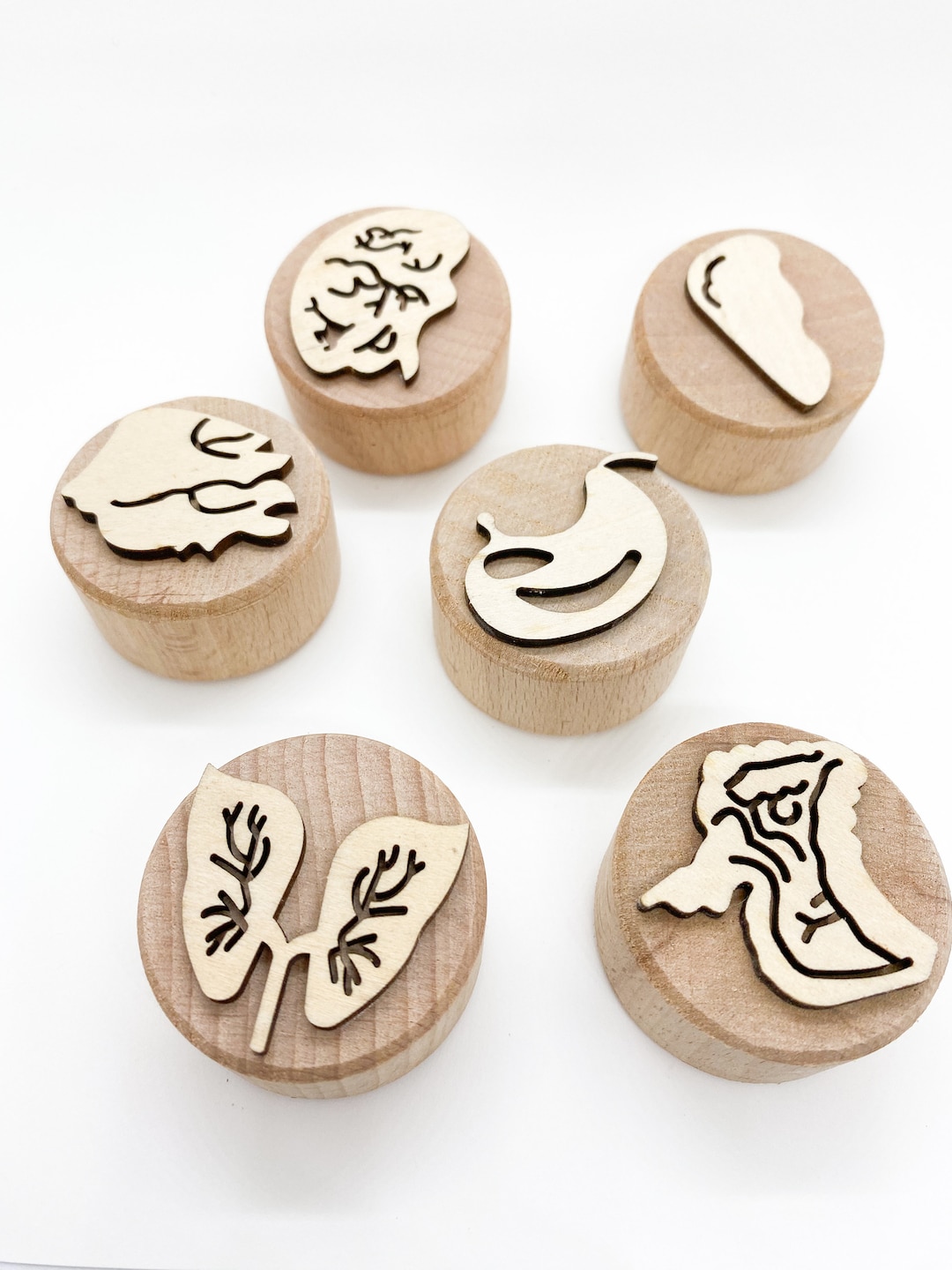 Human Organs Wooden Playdough Stamp - Human Body - Anantomy - Playdough ...