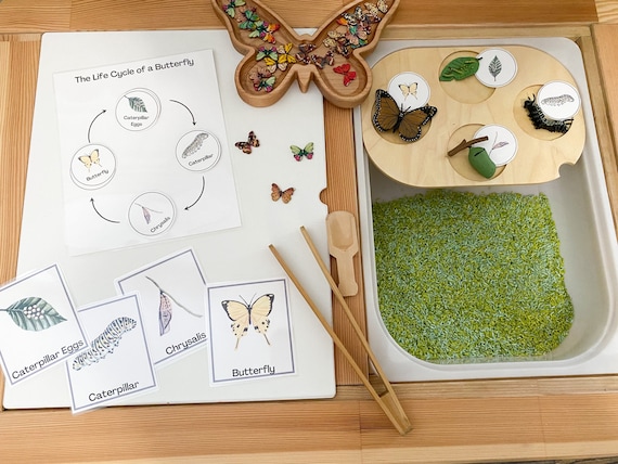 Butterfly Life Cycle Sequence Set Butterfly Patterns | Etsy