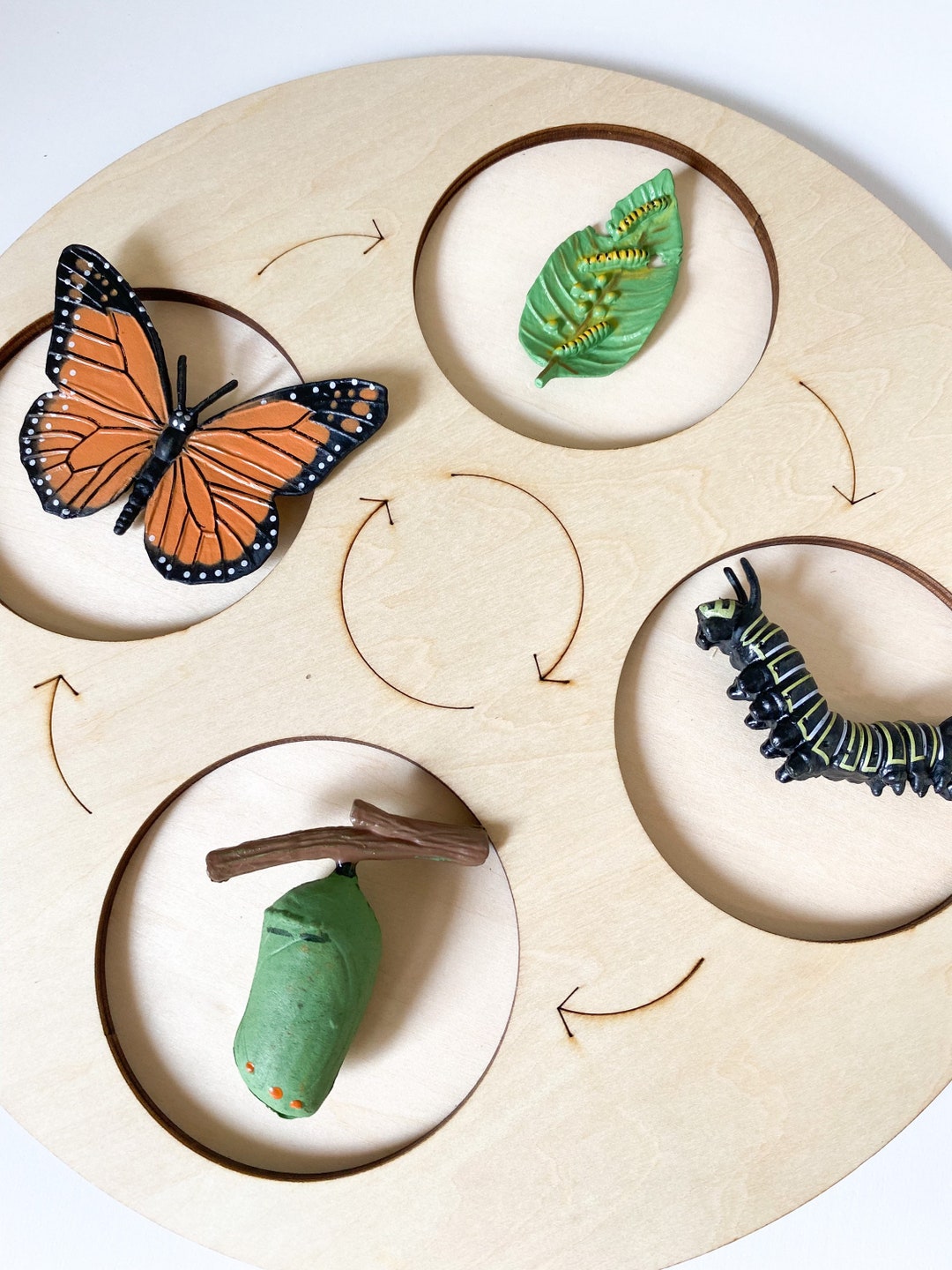 Wooden Life Cycle Sorting Board - Etsy