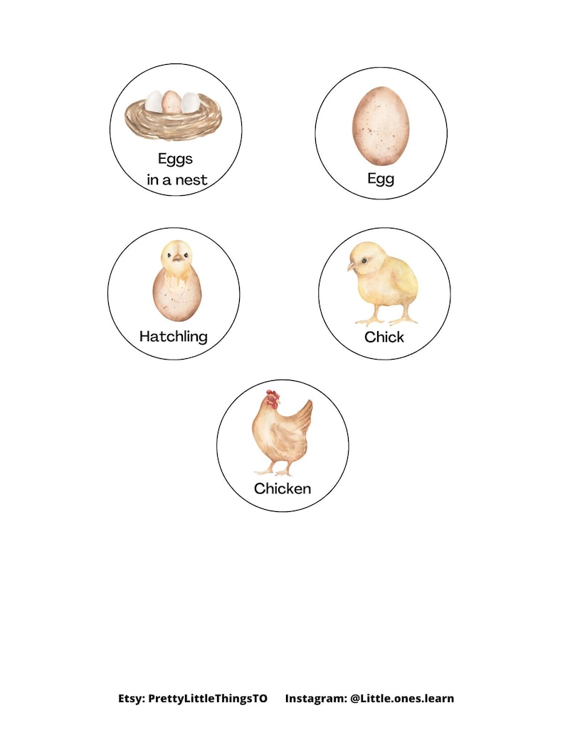 Chicken Life Cycle Sequence Set - Etsy