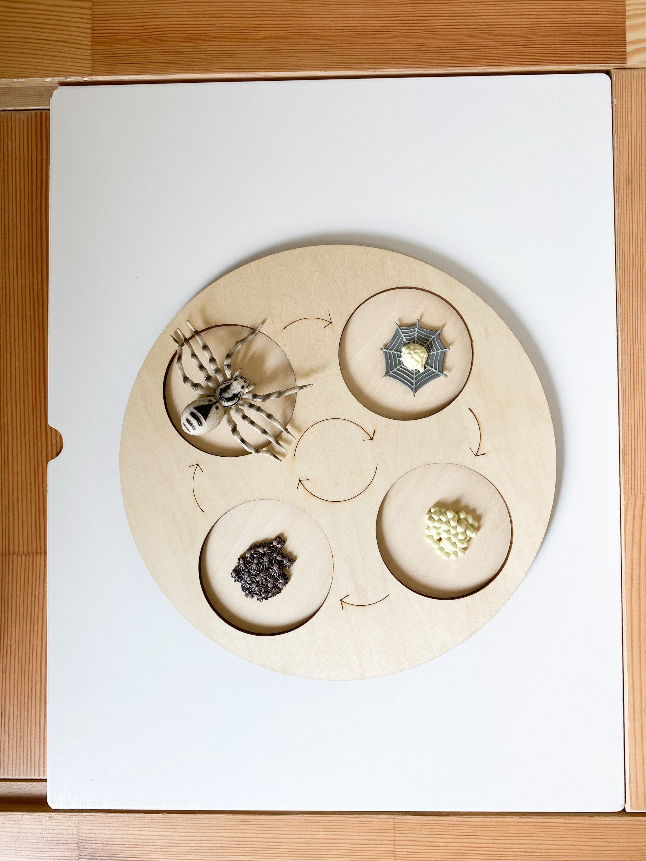 Wooden Life Cycle Sorting Board - Etsy