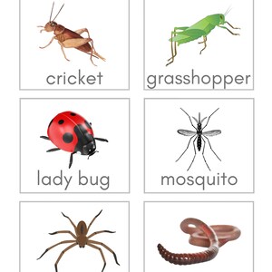 Insect Count & Clip Cards - Insect/bugs Flashcards - Bugs/insect Bundle ...