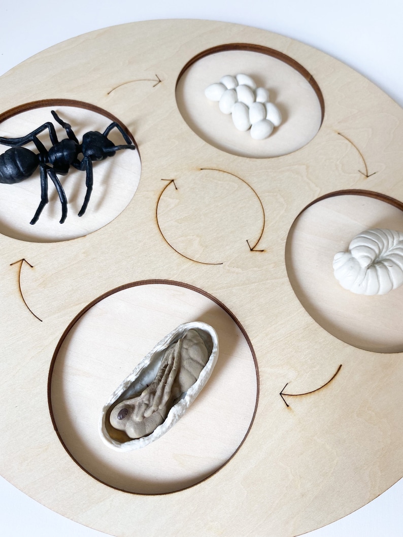 Wooden Life Cycle Sorting Board - Etsy
