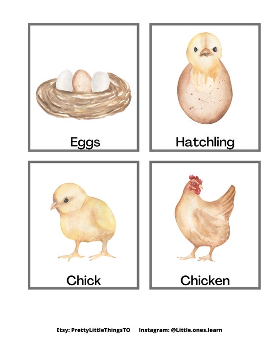 Life Cycle Of A Chicken Printable