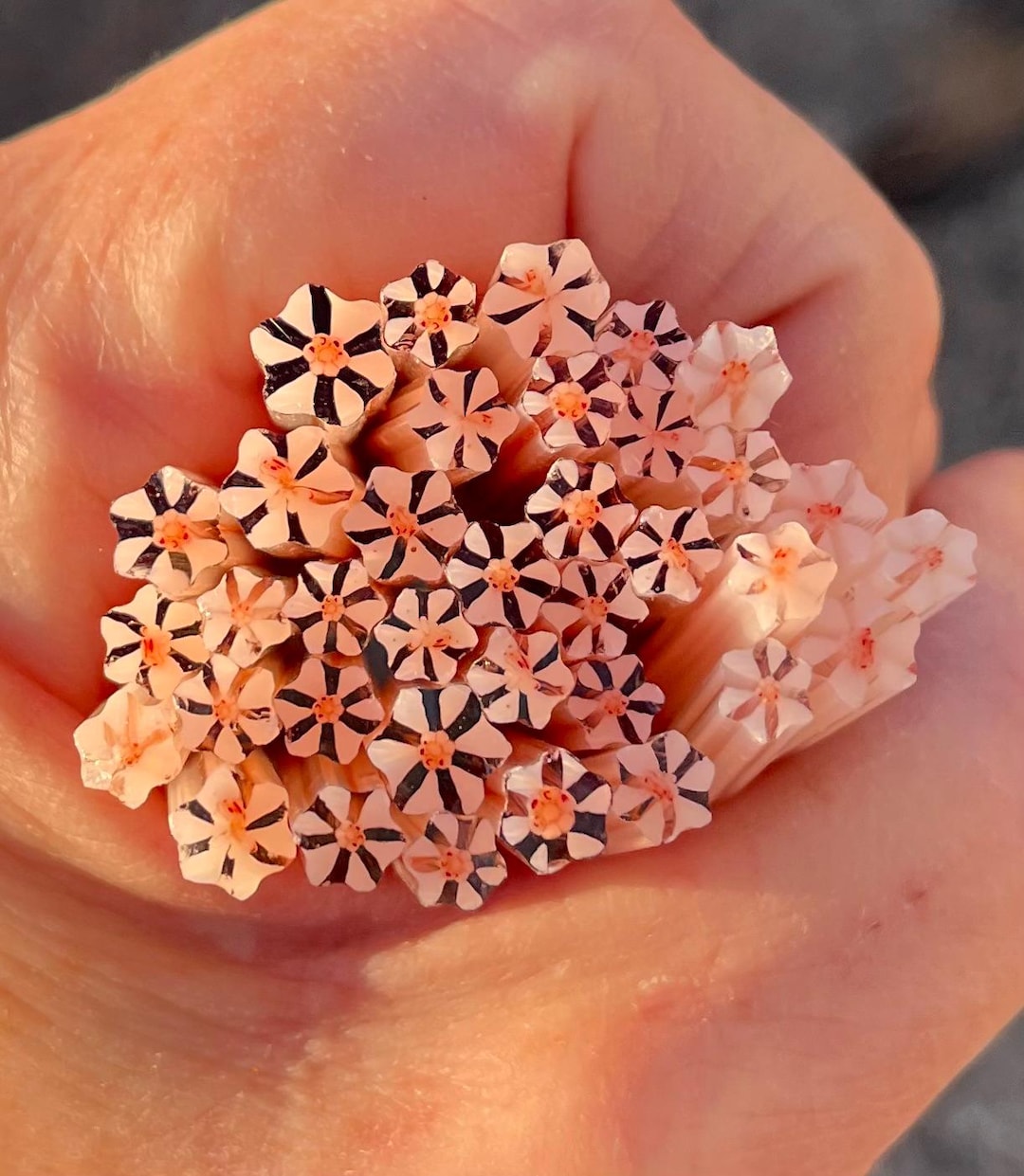 Coe 96 Murrini Flower Pink Daisy 1 Oz - Etsy