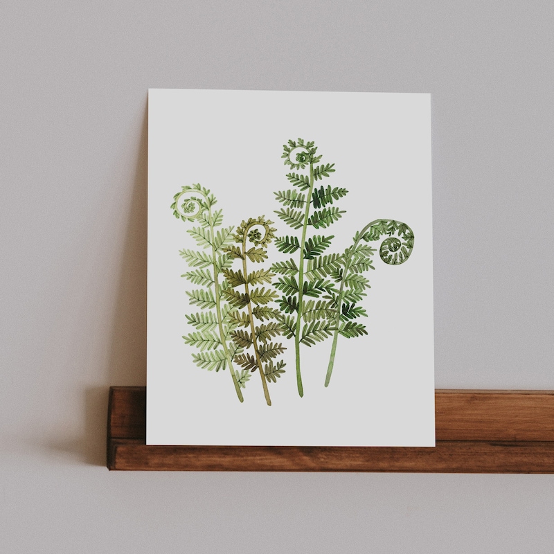 Fiddlehead Ferns - Etsy