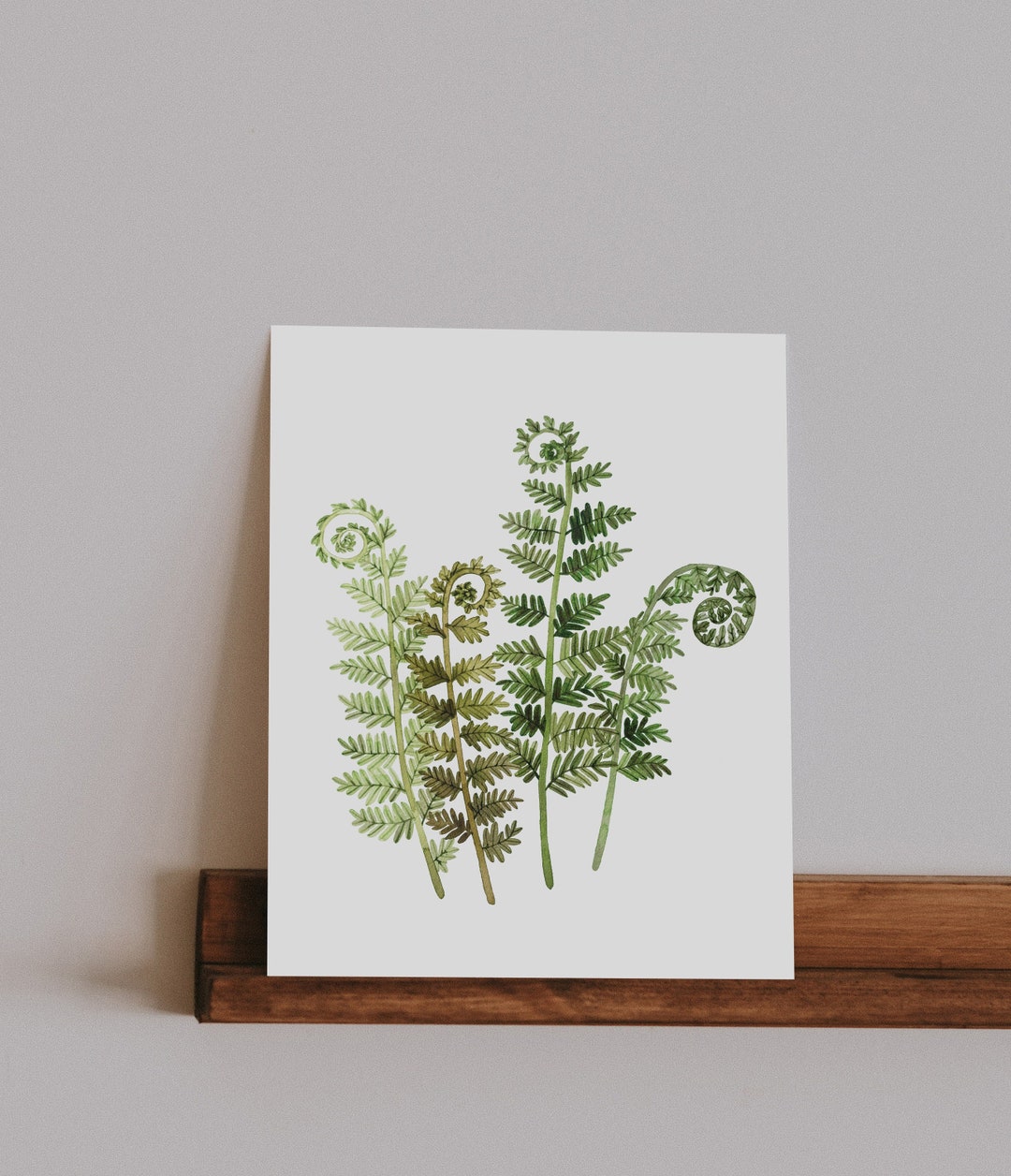Green Fiddlehead Fern 11"x14" & 8"x10" Four Fronds Giclee Print ...