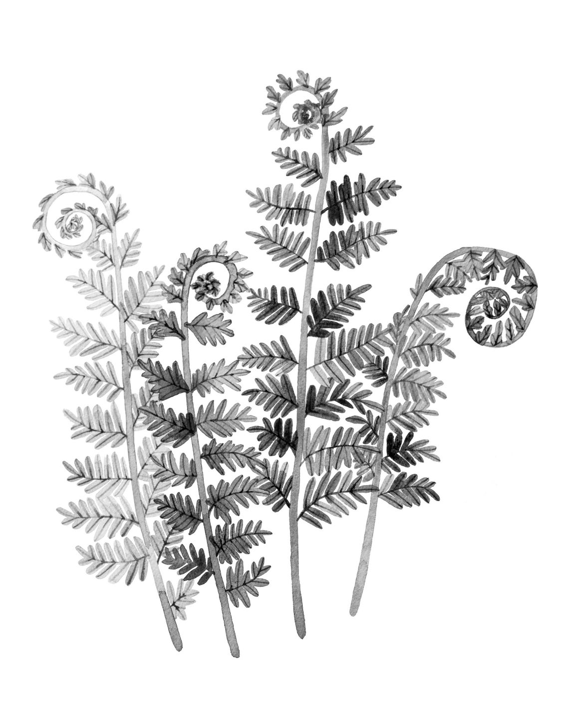 Four Fronds in Black and White| Digital Download| Printable Art ...