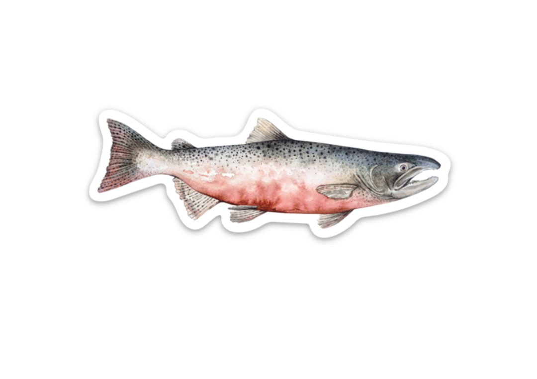 Chinook Salmon Pacific Northwest Watercolor Art Sticker - Etsy