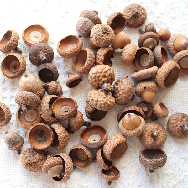 Acorn Caps - Etsy