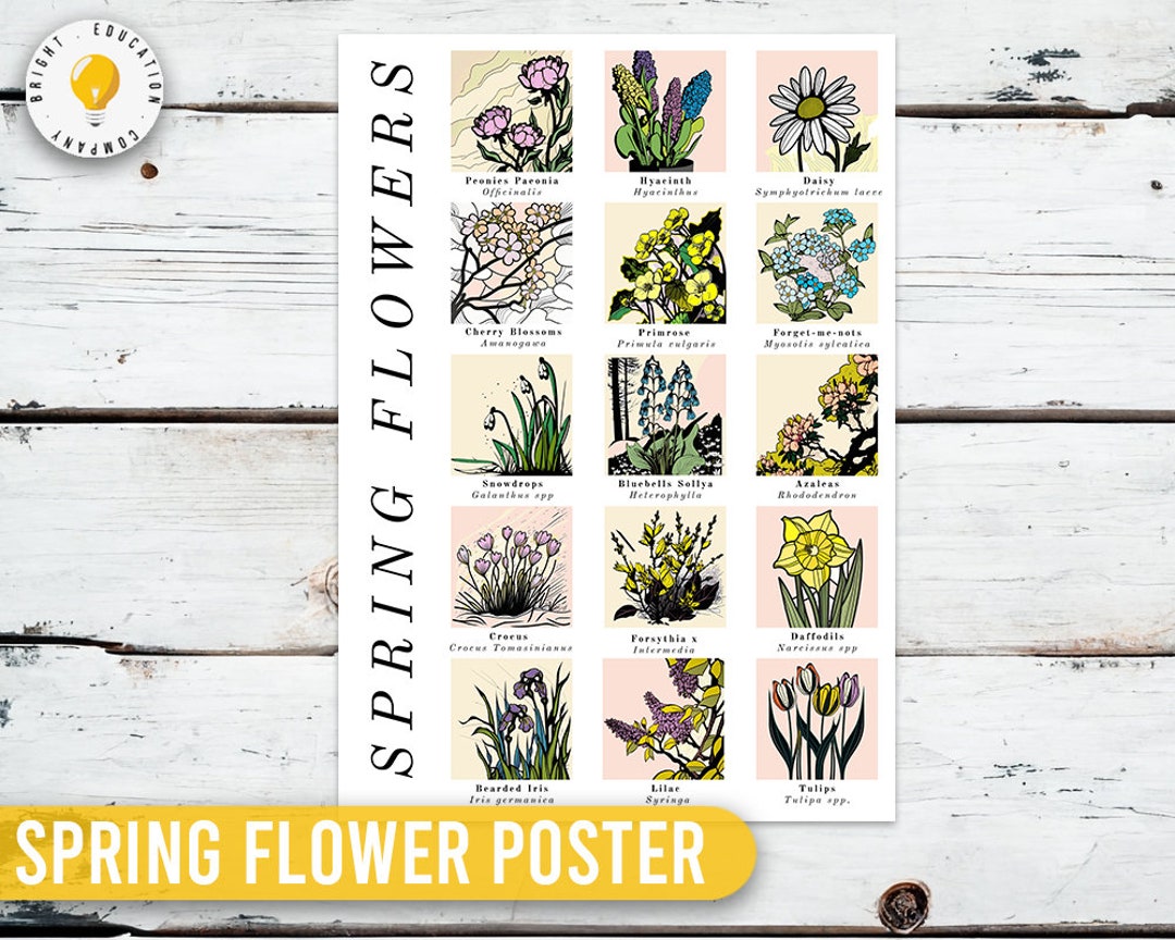 Spring Flower Poster • Classroom Poster With Vocabulary Words for ...