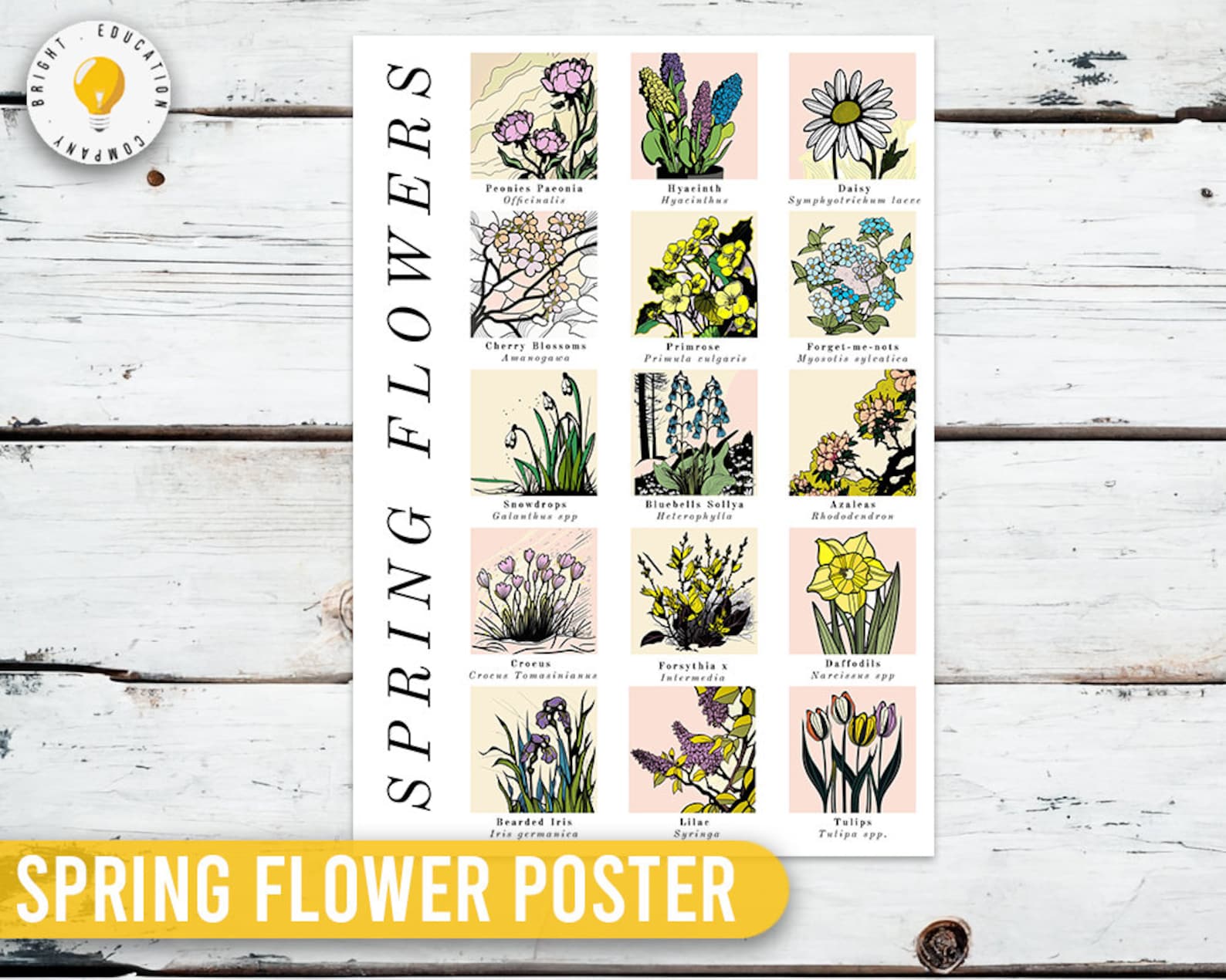 Spring Flower Poster • Classroom Poster With Vocabulary Words for ...
