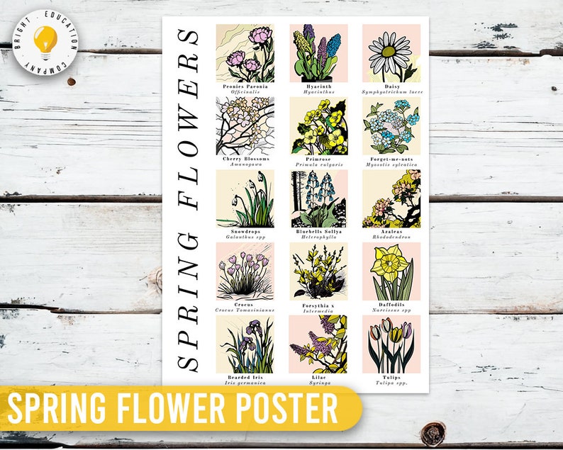 Spring Flower Poster • Classroom Poster With Vocabulary Words for ...