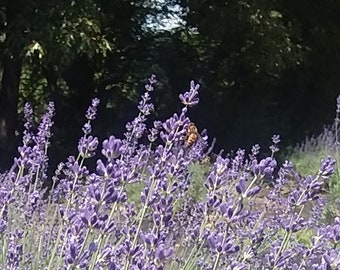 Lavender bouquet | Etsy