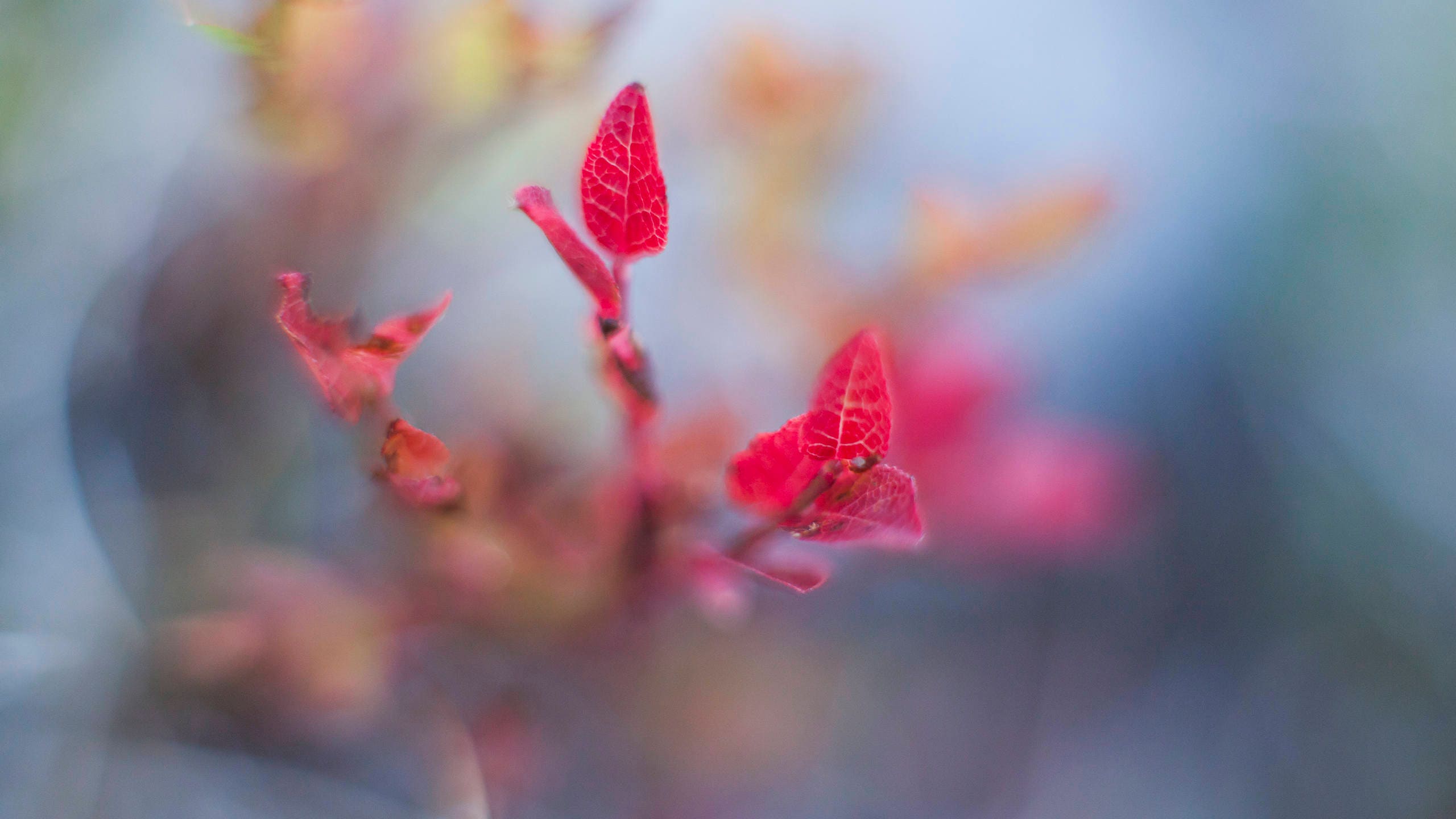 Desktop Wallpapers: Plantlife - Etsy