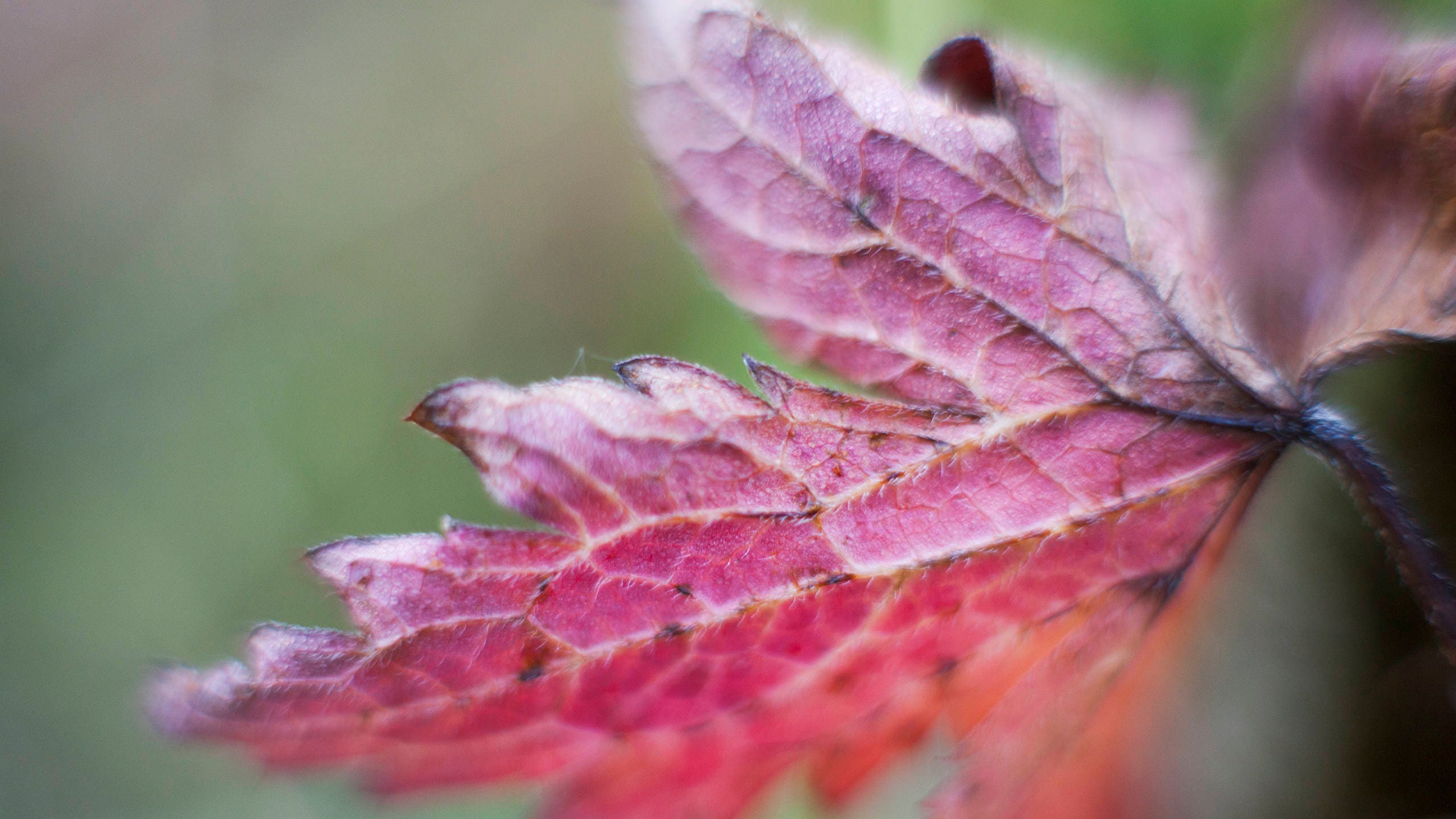 Desktop Wallpapers: Plantlife - Etsy