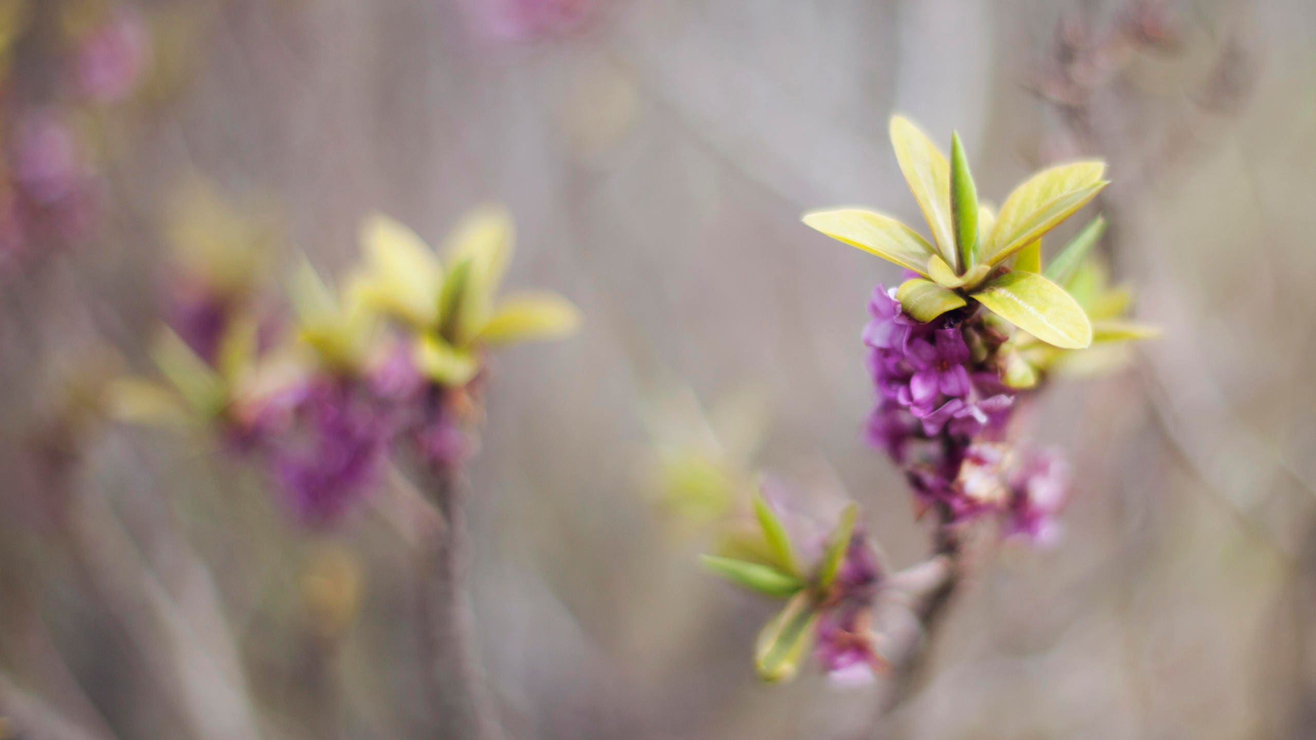Desktop Wallpapers: Plantlife - Etsy