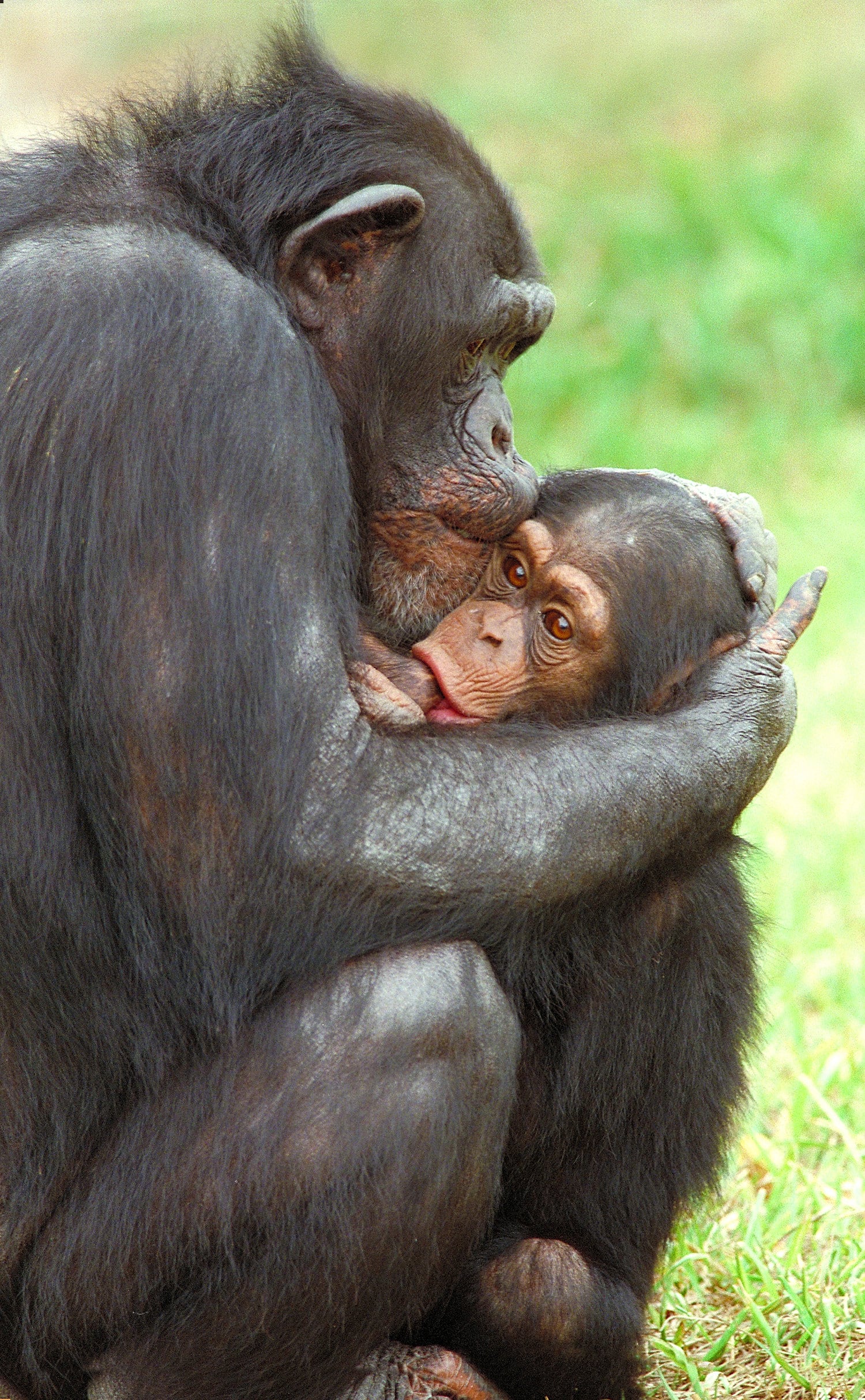 Chimpanzee Baby And Mom