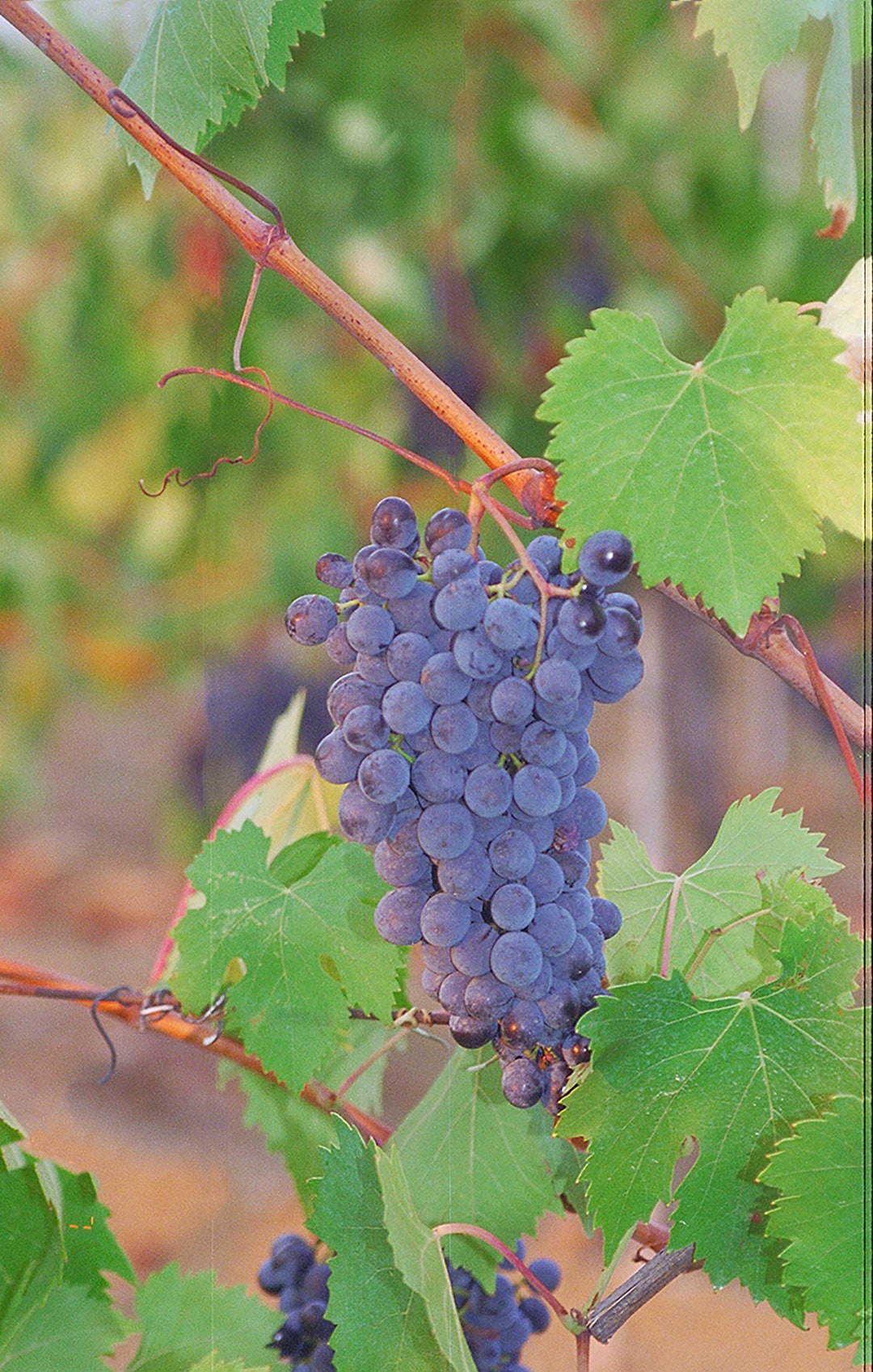 Grapes on the Grapevine French Country Decor Photo Print - Etsy