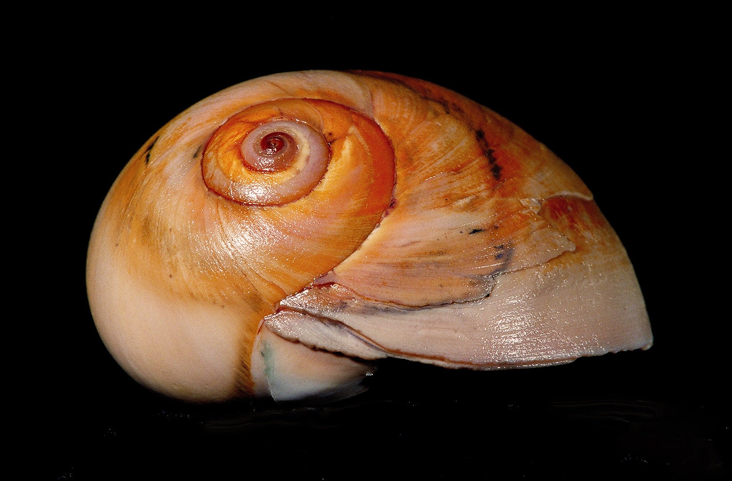 Seashell Art Snail Shell Coastal Decor Studio Portrait on Black Photo ...