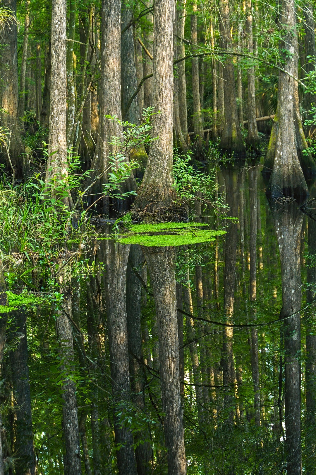 Cypress Swamp Trees and Their Knees Real Natural Florida Photo Print - Etsy