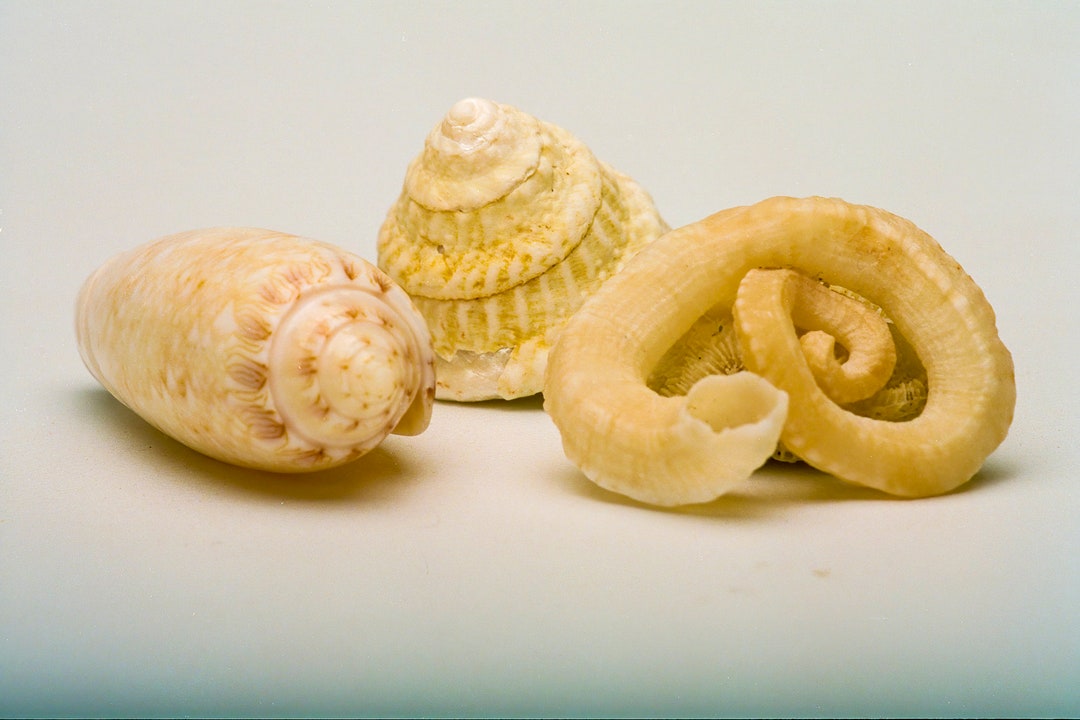 Three Seashells Three's Company Assorted Still Life - Etsy