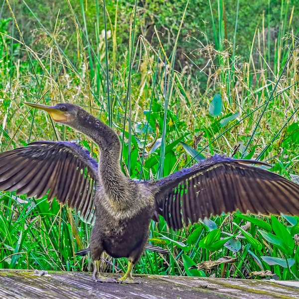 Anhinga - Etsy