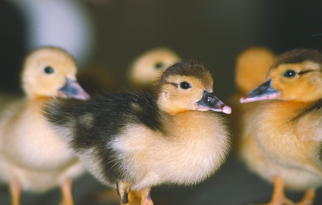 Muscovy Ducklings Innocent Leader of the Pack Wall Art Photo Print - Etsy