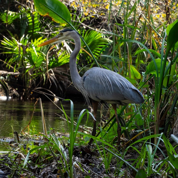 Florida Bird Art - Etsy