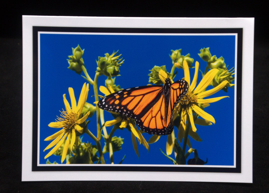 A Monarch Butterfly on A Compass Sunflower by Thomasminutolophotos - Etsy