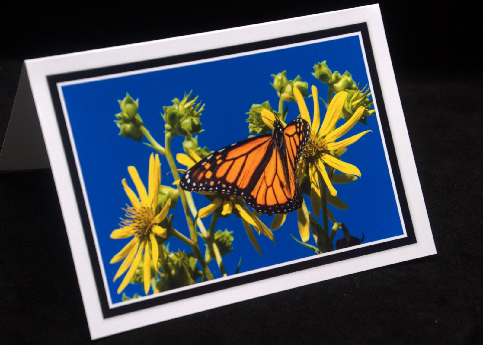 A Monarch Butterfly on A Compass Sunflower by Thomasminutolophotos - Etsy