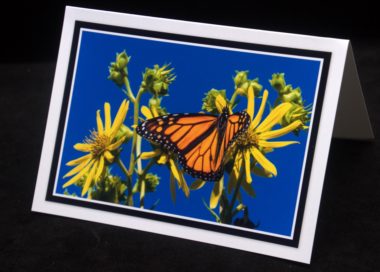 A Monarch Butterfly on A Compass Sunflower by Thomasminutolophotos - Etsy