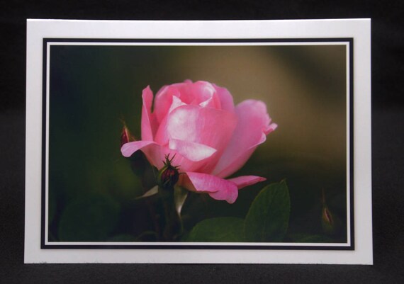 A Pink Rose 5x7 Blank Card by Thomasminutolophotos | Etsy