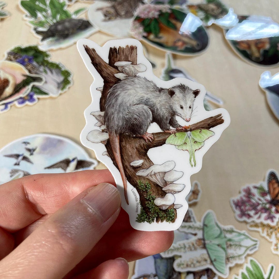 Sticker - Opossum With Luna Moth - Etsy
