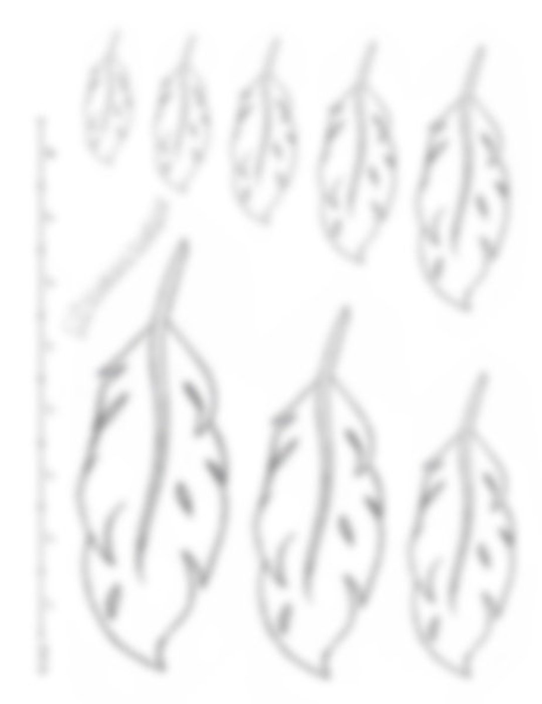 Hand-drawn Feathers Leather Tooling Carving Tracing Template Size Pack ...