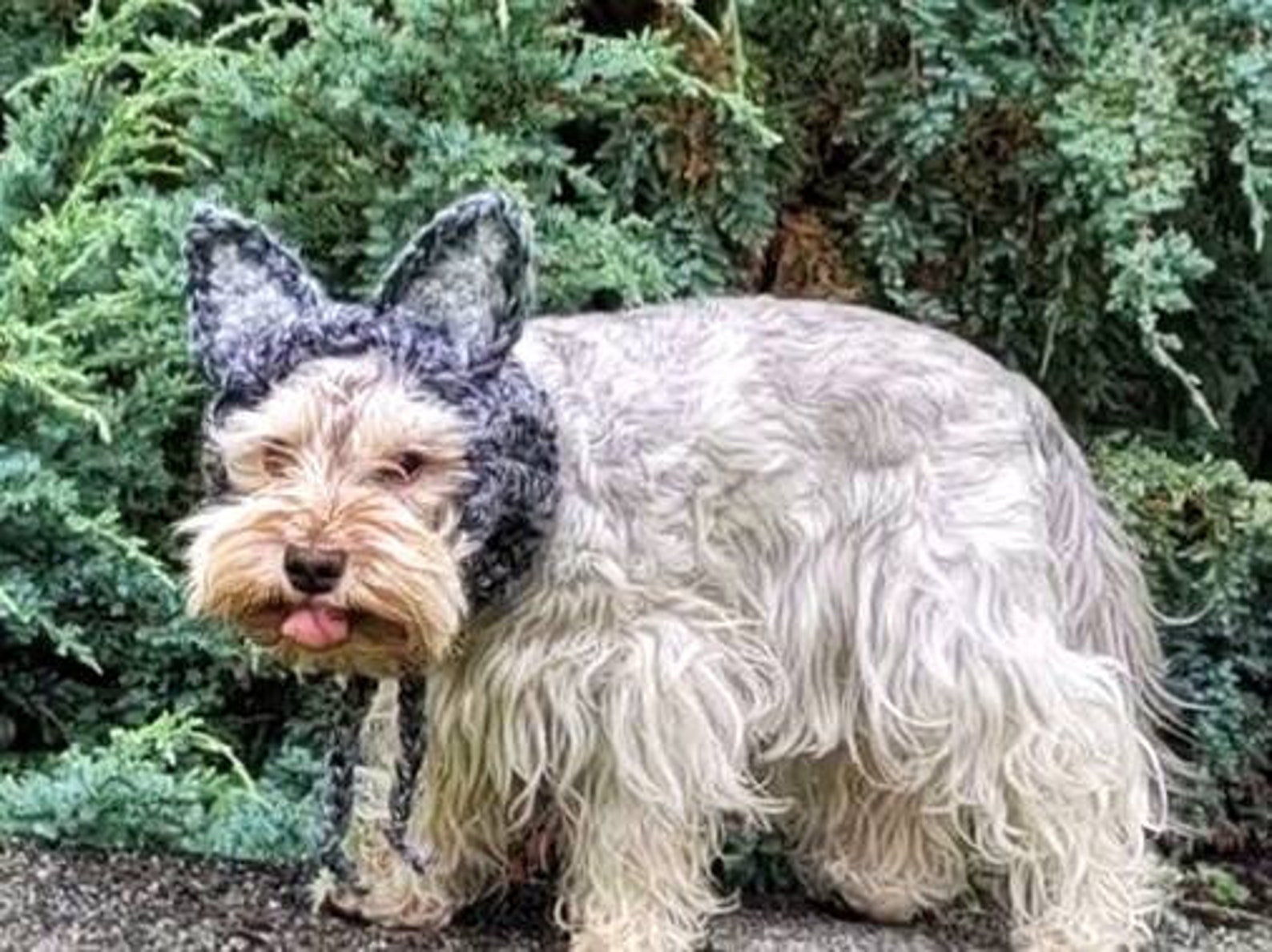 Fox or Wolf Dog Snood Foxy Halloween Costume Gift for - Etsy