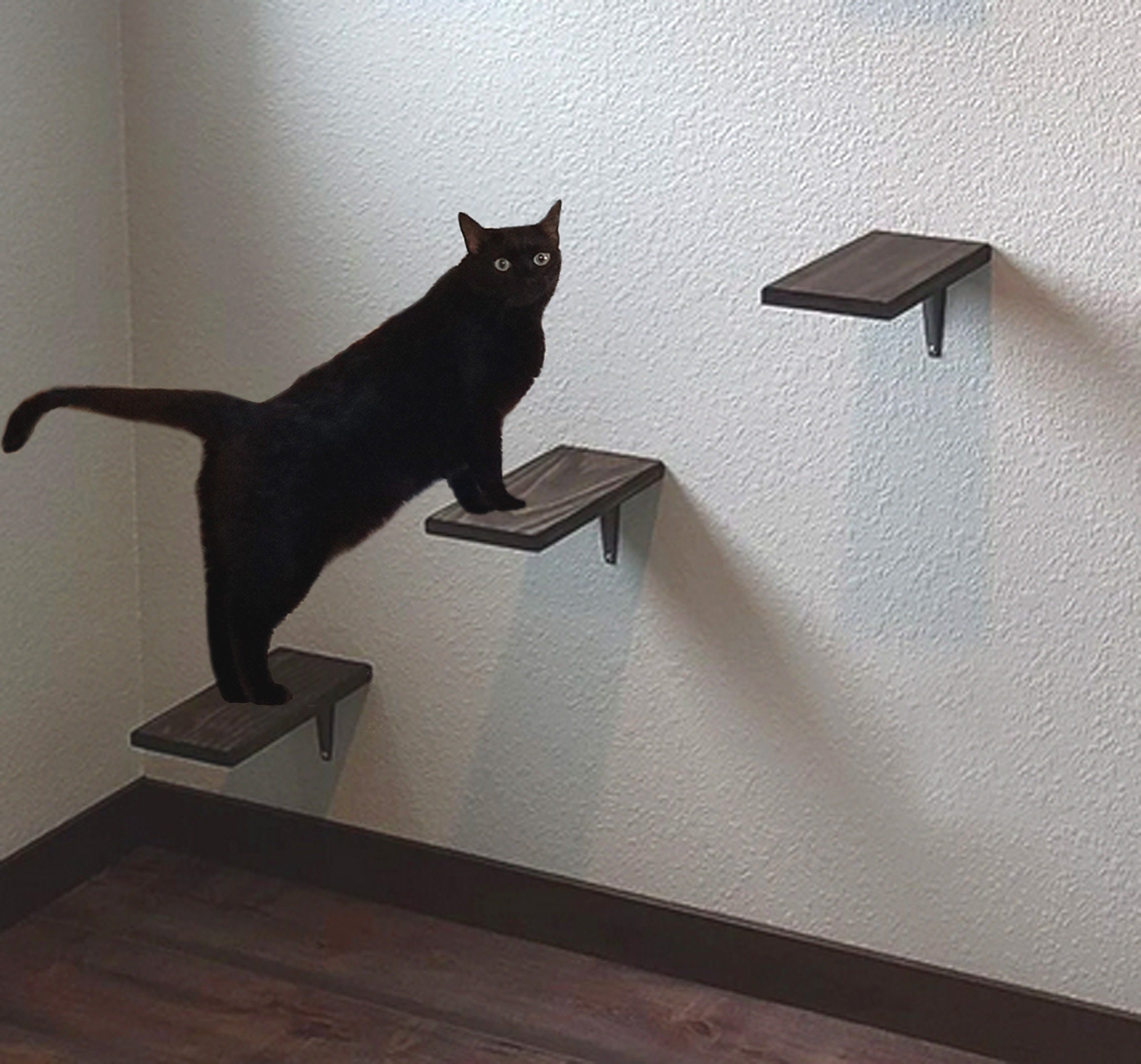 Black Cat Under Ladder