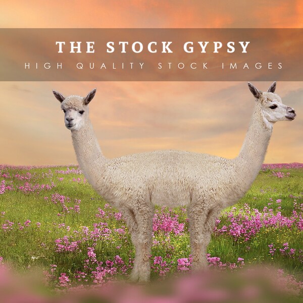 Push Me Pull You - Etsy