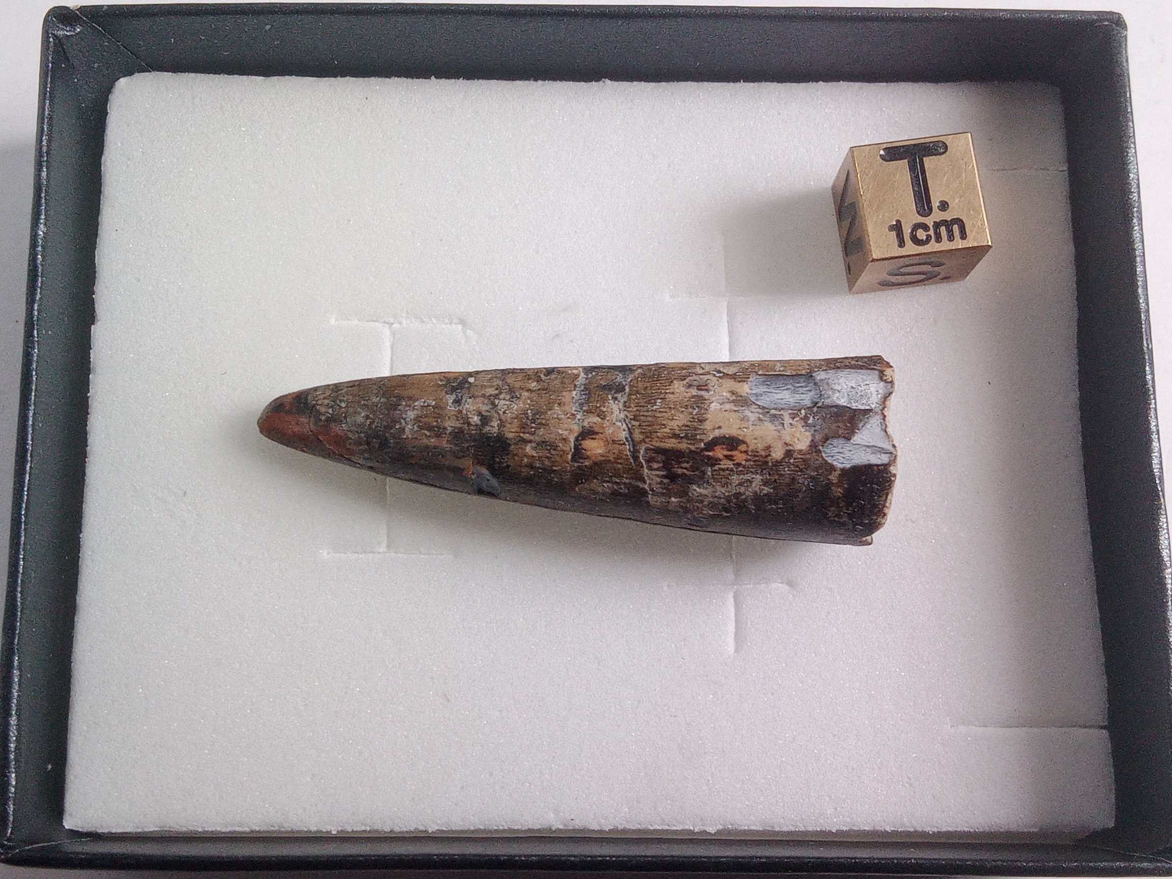 Crocodile Tooth Stolokrosuchus Cretaceous Elrhaz Fm. Iger - Etsy