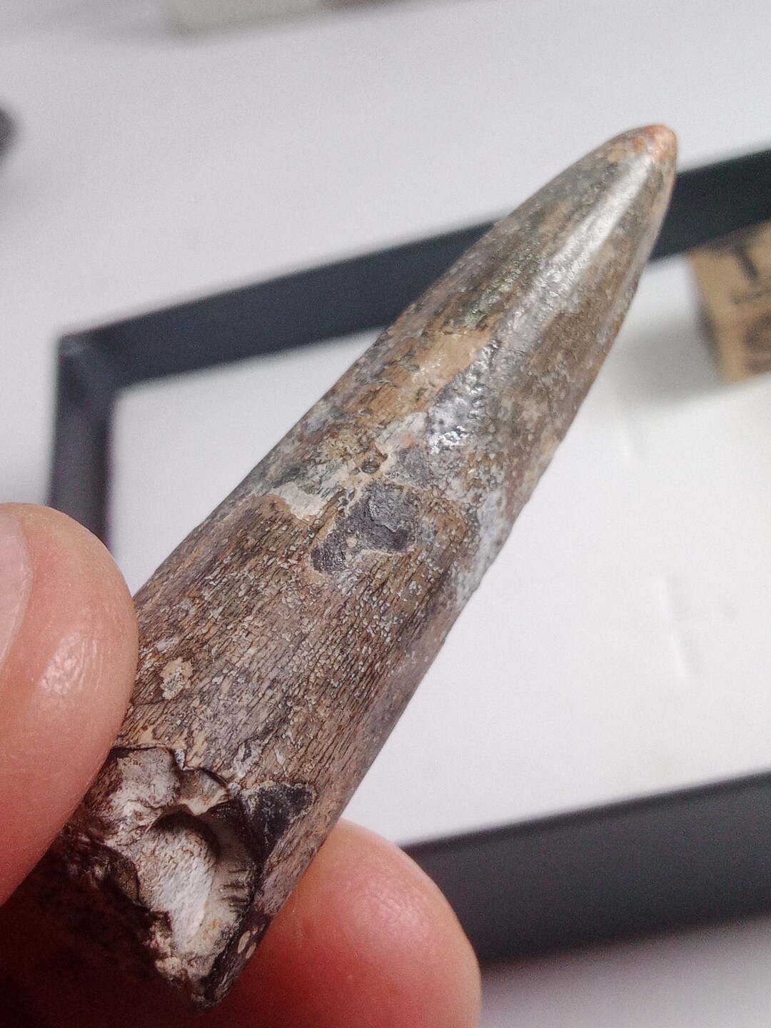 Crocodile Tooth Stolokrosuchus Cretaceous Elrhaz Fm. Iger - Etsy