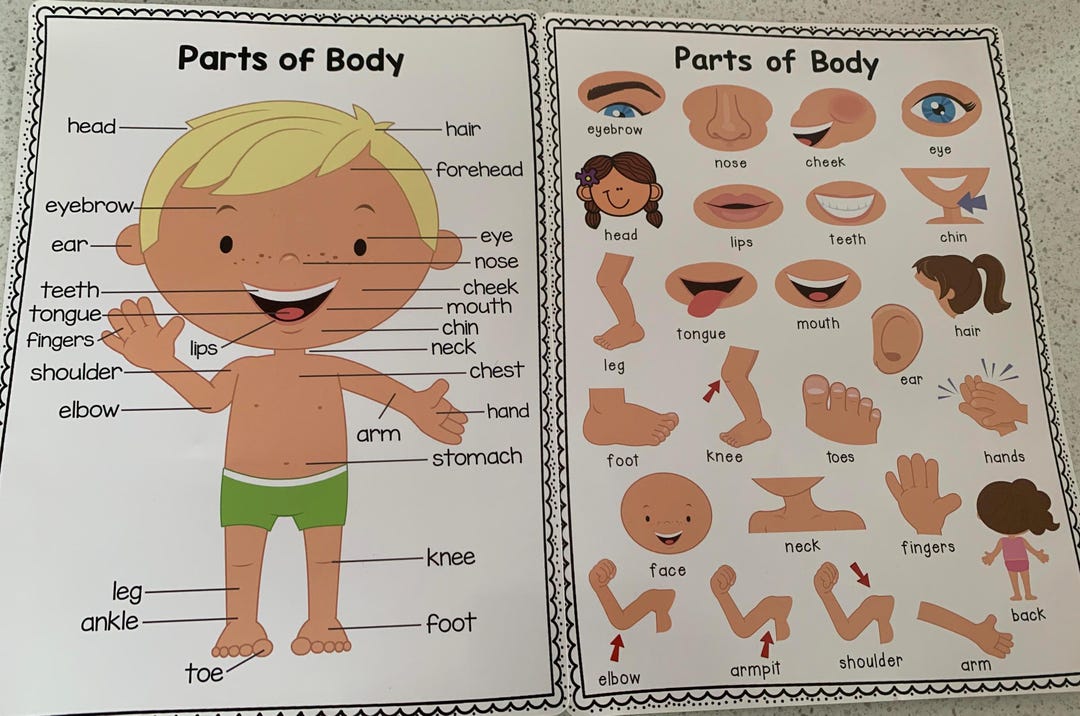 Body Parts Poster Educational Material for Preschoolers and Primary ...