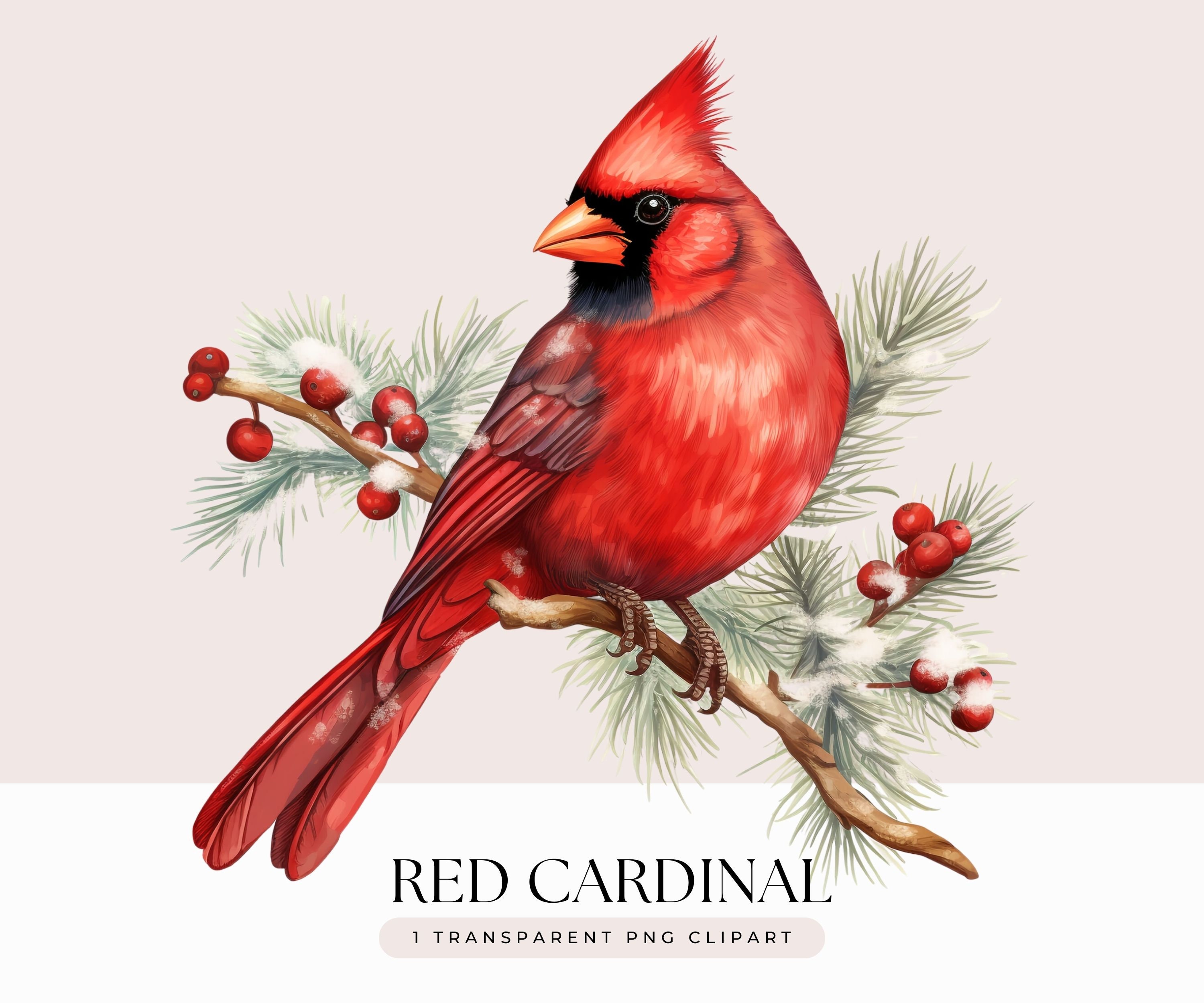 Red Cardinal Clipart - Watercolor Christmas Holiday Red Cardinal Bird ...