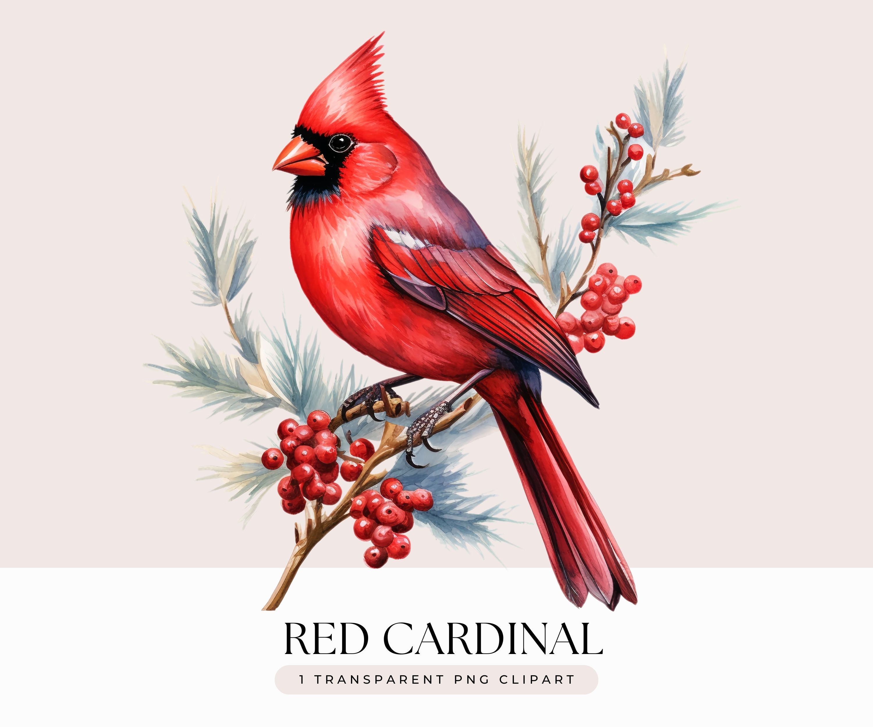 Red Cardinal Clipart - Watercolor Christmas Holiday Red Cardinal Bird ...