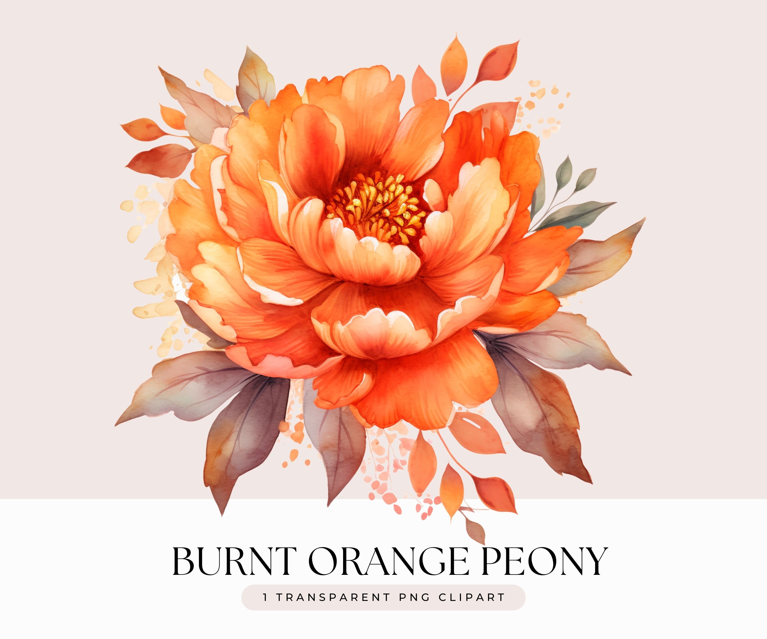 Burnt Orange Peony Flower Clipart - Watercolor Autumnal Fall Orange ...